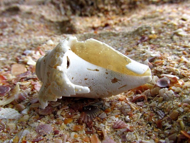 White Seashell on Rocky Beach Stock Photo - Image of tropical, nature ...
