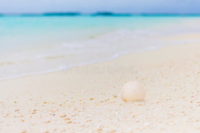 White Seashell in the Sand on the Beach Stock Image - Image of seashell ...