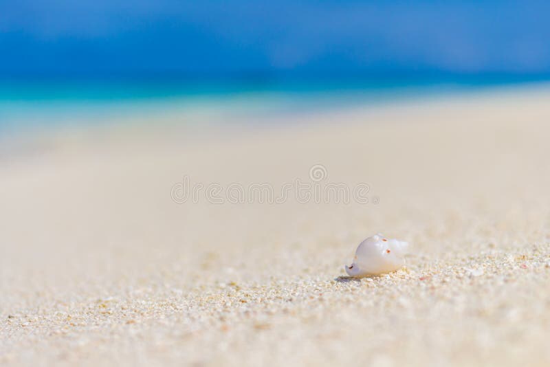 White Seashell in the Sand on the Beach Stock Photo - Image of nature ...