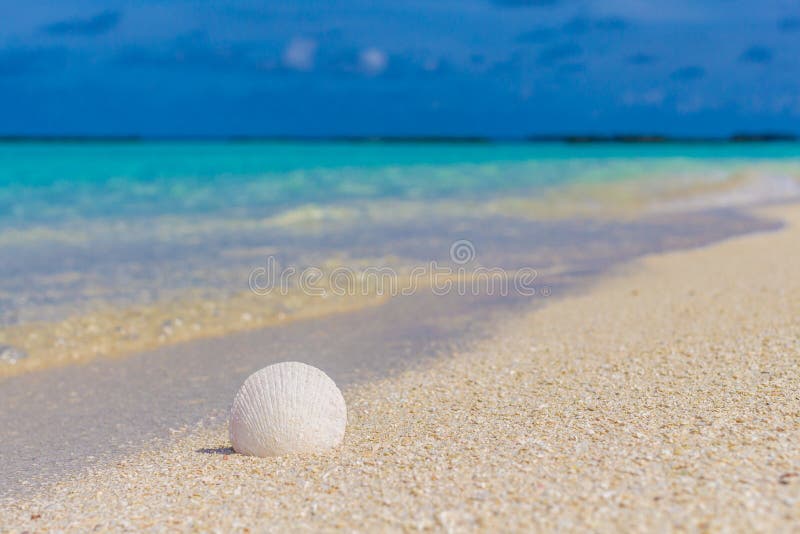 White Seashell in the Sand on the Beach Stock Image - Image of seashell ...