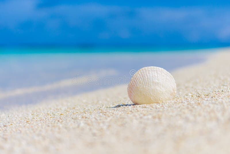 White Seashell in the Sand on the Beach Stock Photo - Image of blue ...