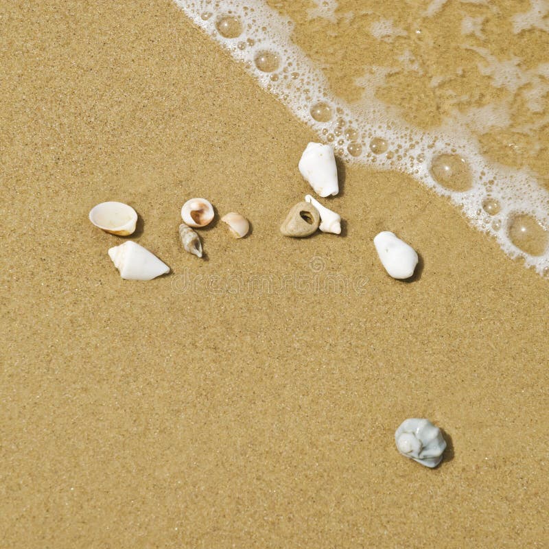 White Seashell on Sand Beach in Water Stock Photo - Image of outdoor ...