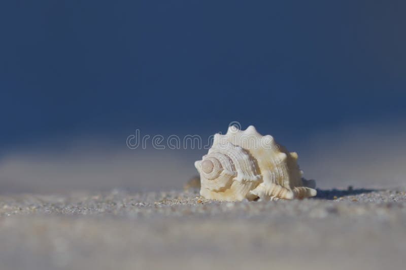 Conch shell on sand stock image. Image of ocean, surf - 5275811