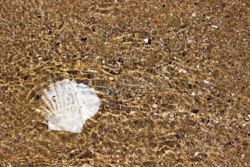 White Seashell on the Sand in Water Stock Photo - Image of travel ...