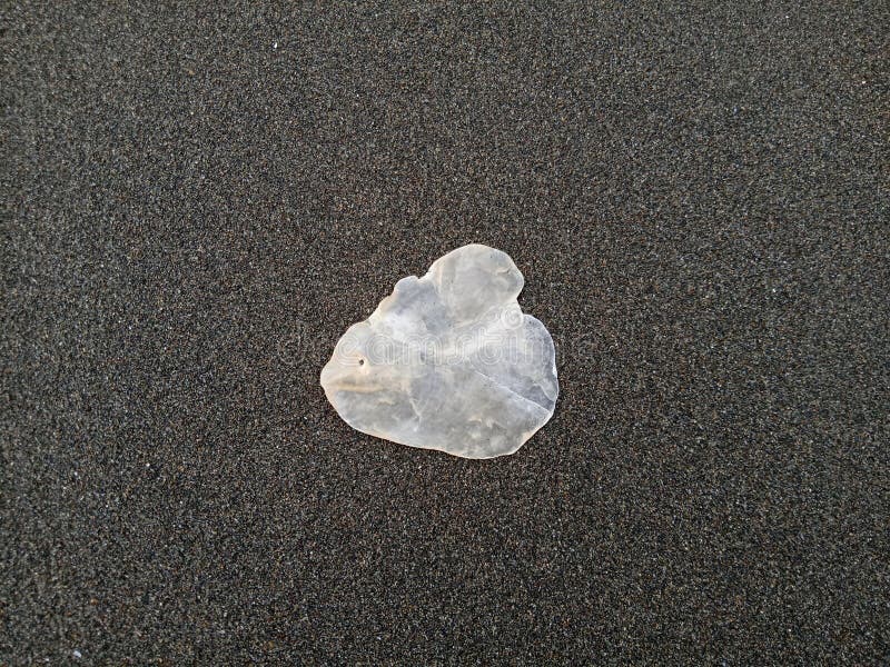 White Seashell Shell on Beach with Black Sand Stock Image - Image of ...