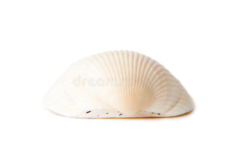 White seashell stock image. Image of shell, fruit, pointinting - 55305713