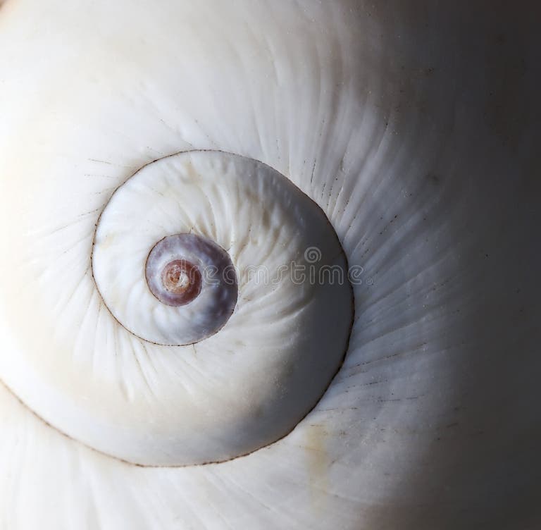 26,613 Spiral Seashell Stock Photos - Free & Royalty-Free Stock Photos ...
