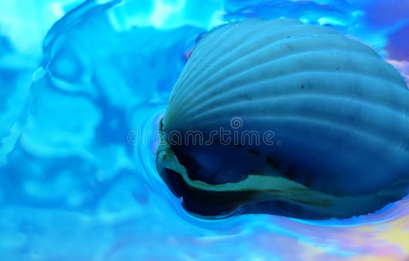 White Seashell in Water with Reflection. Stock Image - Image of white ...