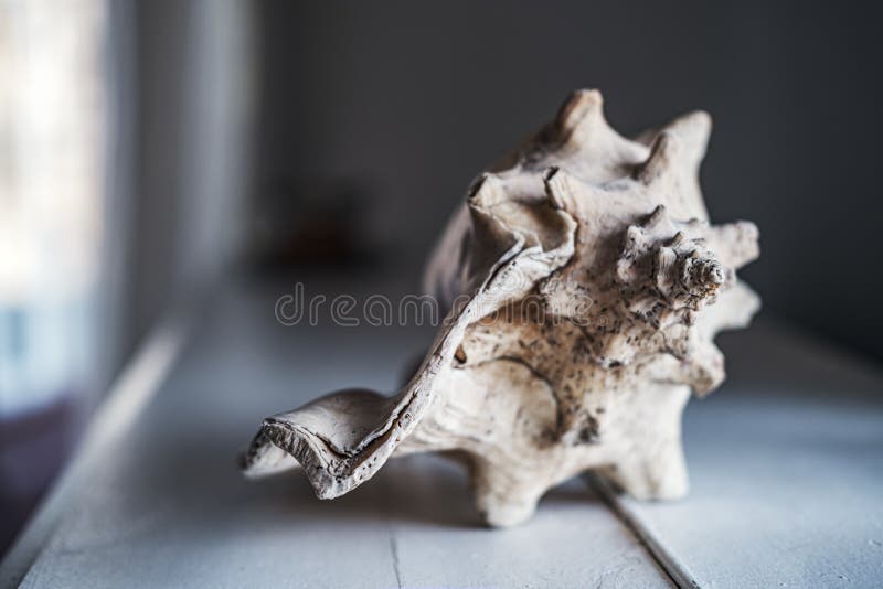 White seashell stock photo. Image of shell, beautiful - 182161024