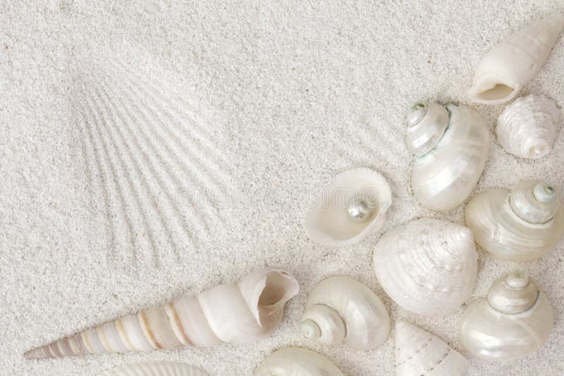 White Seashells on White Sand Stock Image - Image of white, summer ...