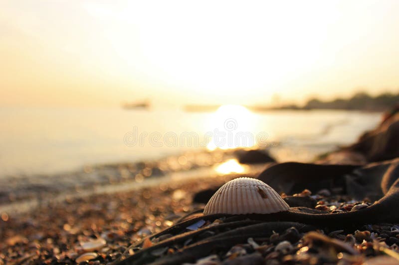 White Seashells on the Beach at Sunrise Stock Image - Image of evening ...