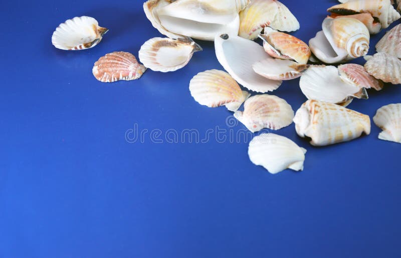 White Seashells on a Blue Background. Free Space for Text. Summer Frame ...
