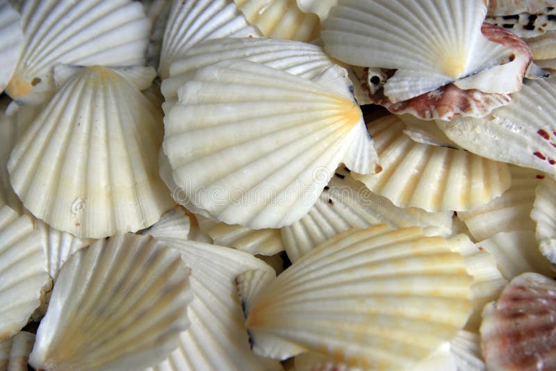 White Seashells in Burgas stock image. Image of invertebrates - 218211911