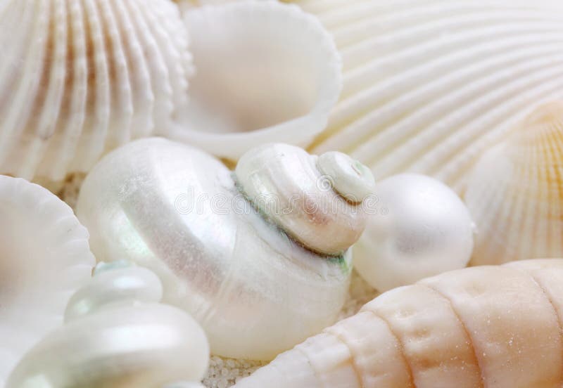 White Seashells and Red Seastar Stock Image - Image of travel, frame ...