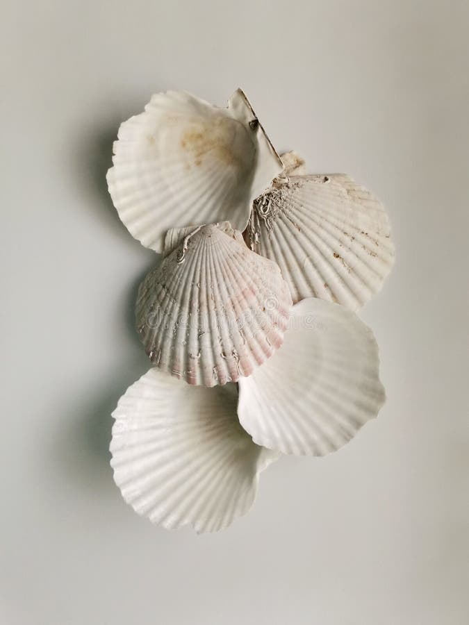 White Seashells on White Sand Stock Image - Image of white, summer ...