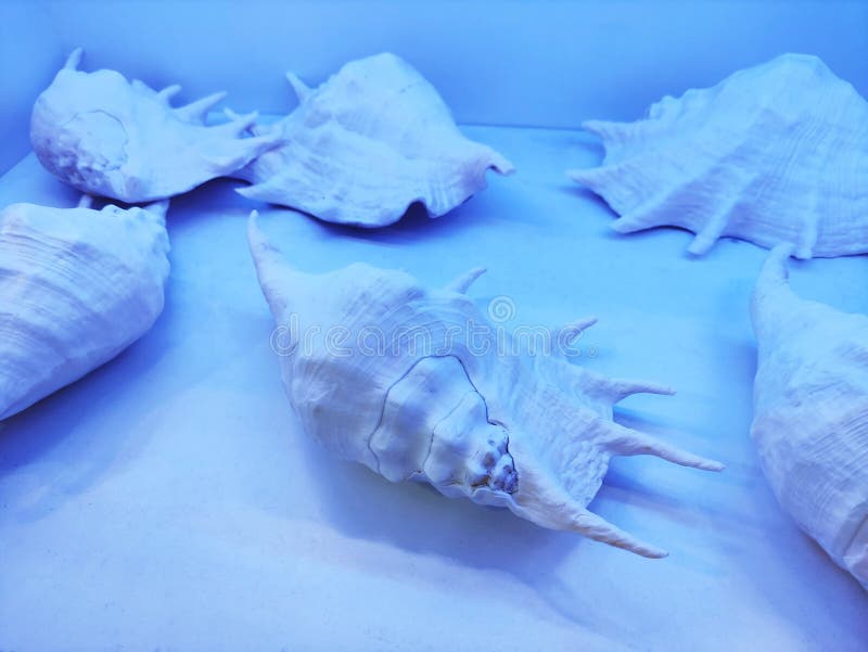 White Seashells with Decorative Pattern in Blue Neon Light Stock Image ...