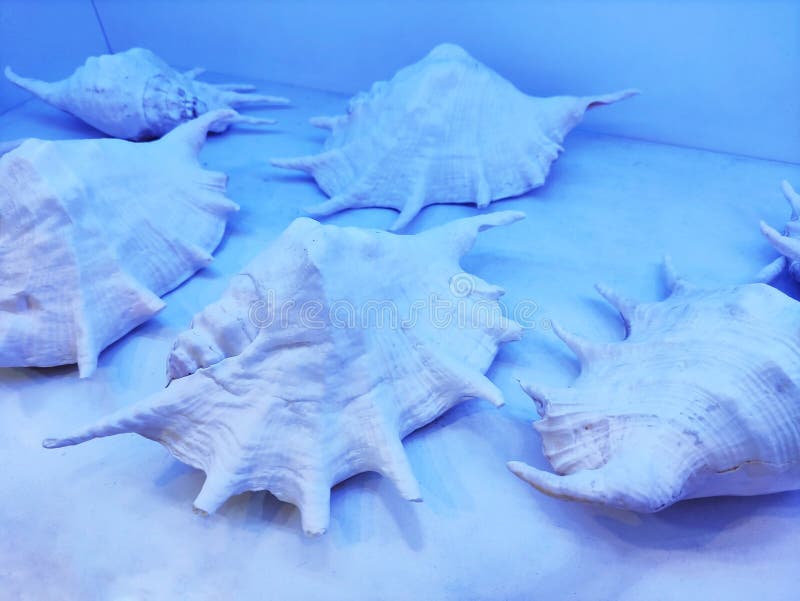 White Seashells with Decorative Pattern in Blue Neon Light Stock Image - Image of neon ...
