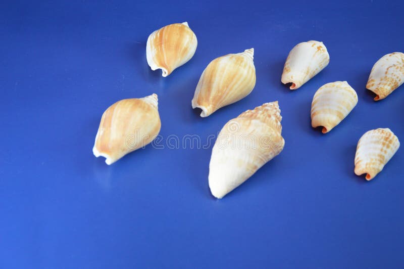 White Seashells Lying in a Row on a Blue Background. Interior Decor ...