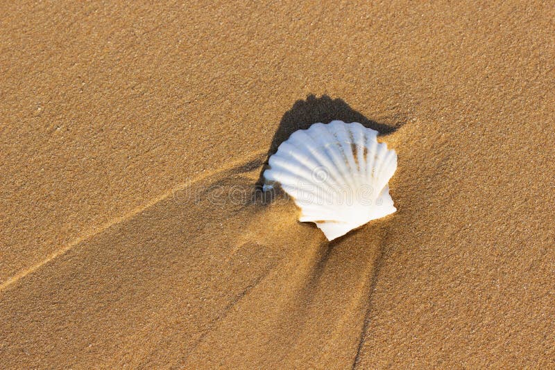 White Seashells On White Sand Stock Image - Image of white, summer ...