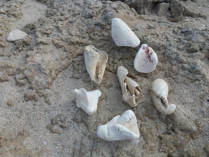 White Seashells in the Sand of Aruba Beach Stock Image - Image of seven ...