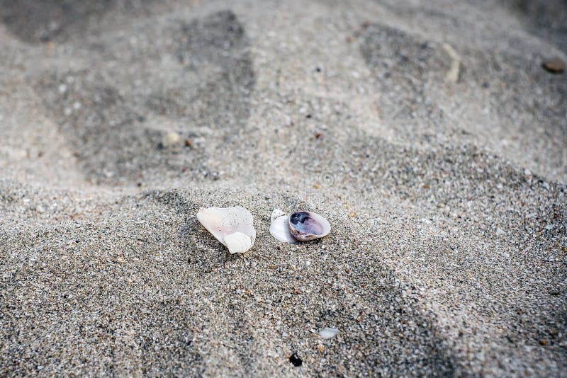 White Seashells on the Sand Stock Photo - Image of caribbean, seashell ...