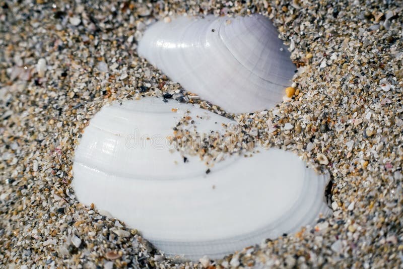 White Seashells on the Sand Stock Photo - Image of frame, sand: 104055404