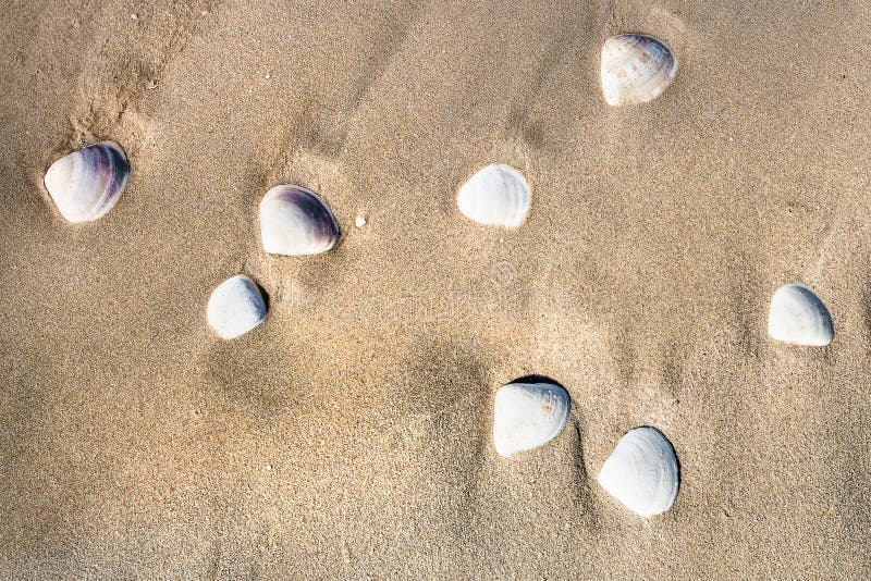 White Seashells on White Sand Stock Image - Image of white, summer ...
