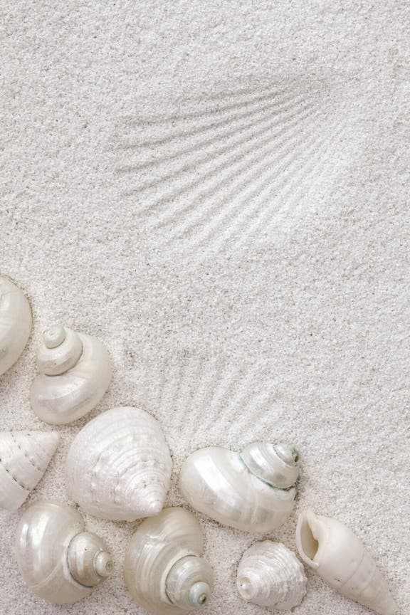 White Seashells on White Sand Stock Image - Image of white, summer ...