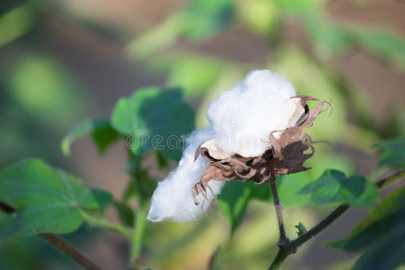 White seed cotton plant stock image. Image of agriculture - 90614507