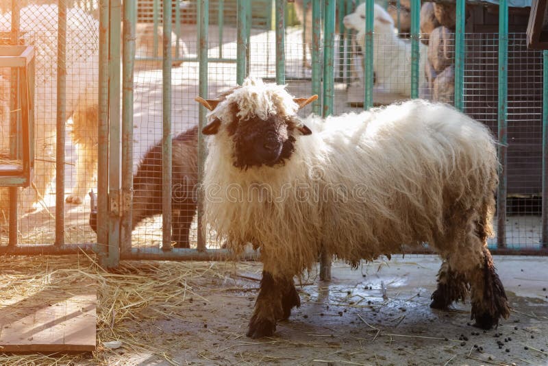 White Shaggy Sheep with Horns in the Zoo. Side View Stock Image - Image ...