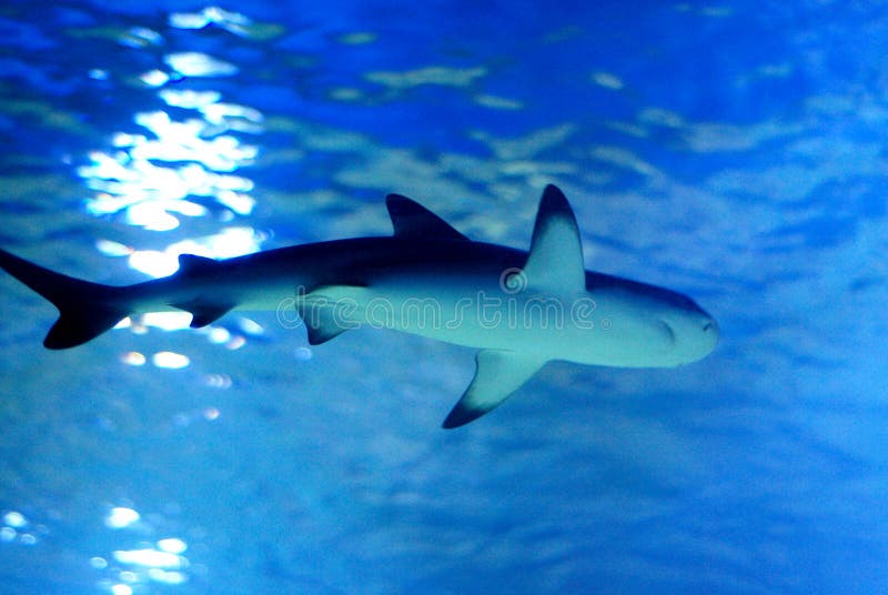 Shark at the Bottom of the Sea Swimming in Search of Prey Stock Photo ...