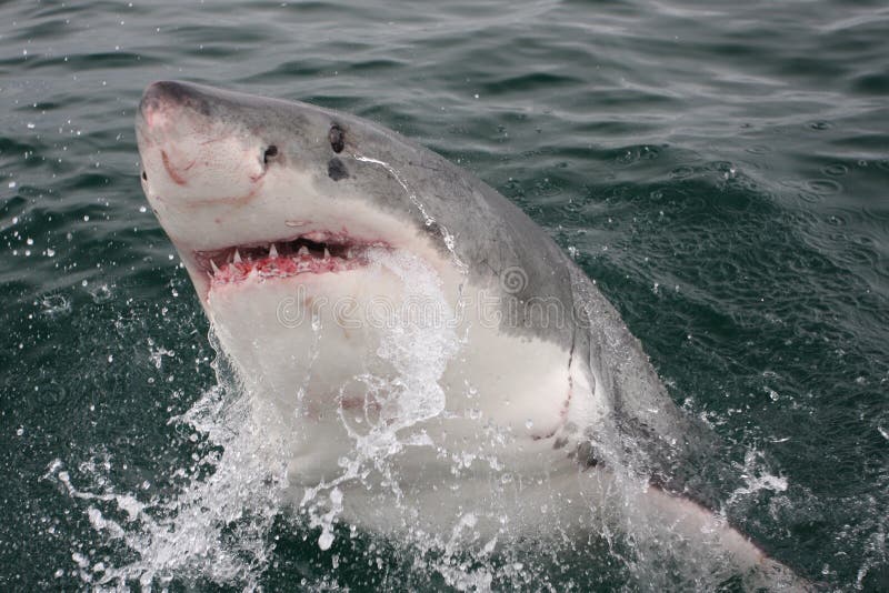 White Shark Coming Out of the Stock Photo - Image of coming, south ...