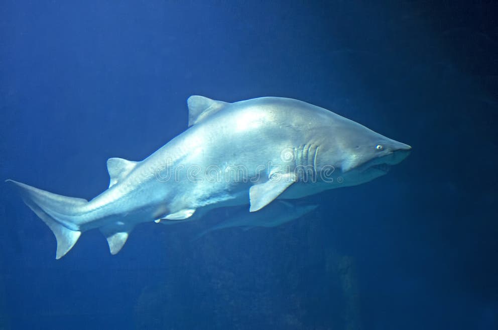 White Shark stock photo. Image of galeomorph, valencia - 64662246