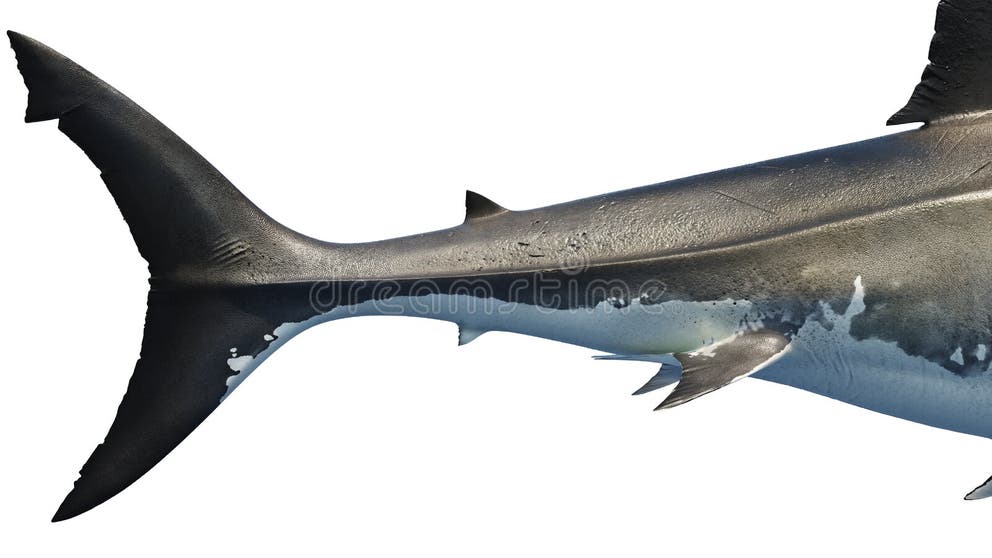Shark Side View Stock Illustrations – 819 Shark Side View Stock ...