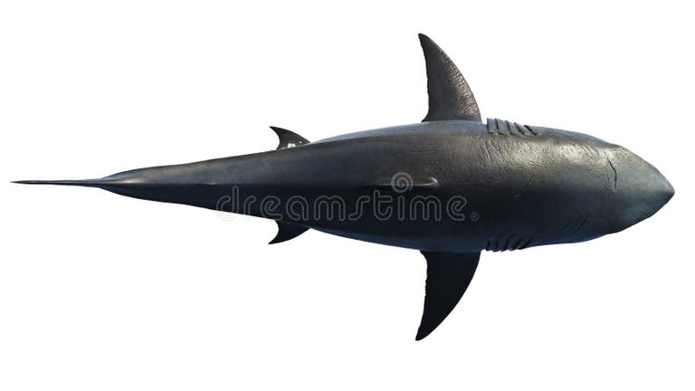Shark Top View Stock Illustrations – 205 Shark Top View Stock ...