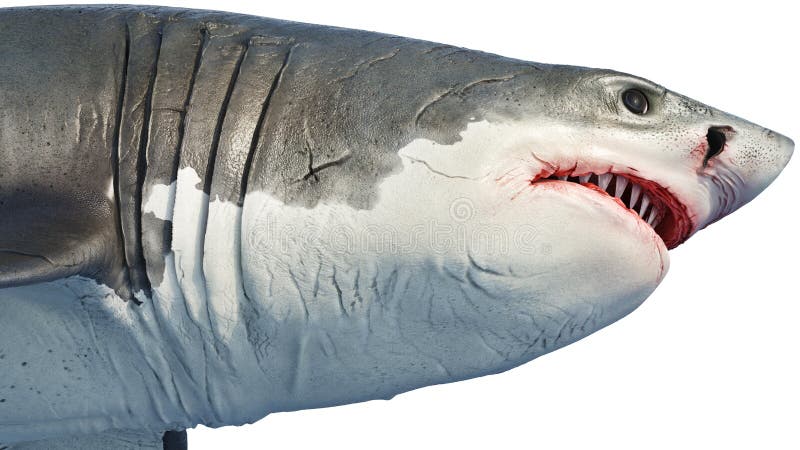 White Shark Marine Predator Head Big, Side View Stock Illustration ...