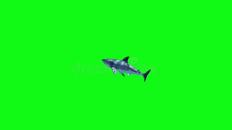 White Shark Swim Fast Attack Green Screen 3D Rendering Animation Stock ...