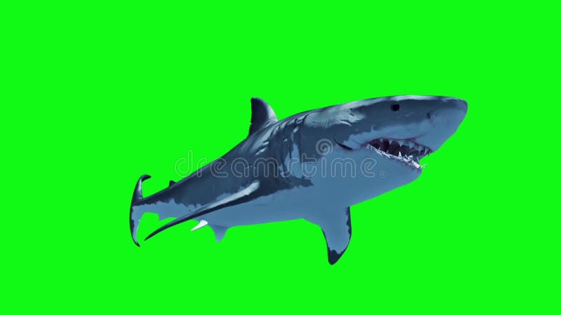 White Shark Swim Fast Green Screen 3D Rendering Animation Stock Footage ...