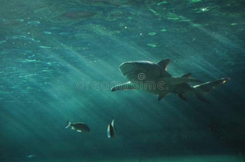 White Shark Swimming Under the Ocean Stock Image - Image of killer ...
