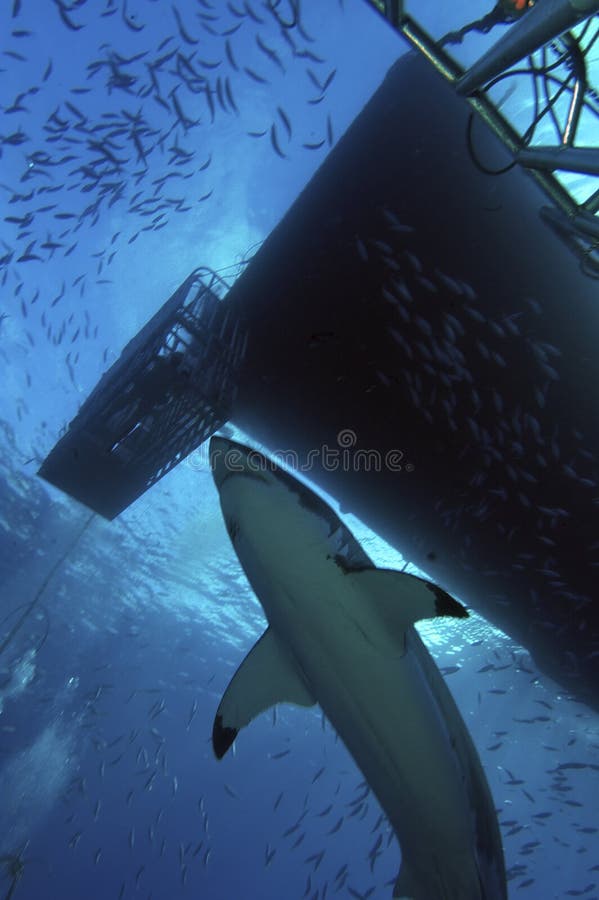 White shark under the boat stock image. Image of beautiful - 36384665