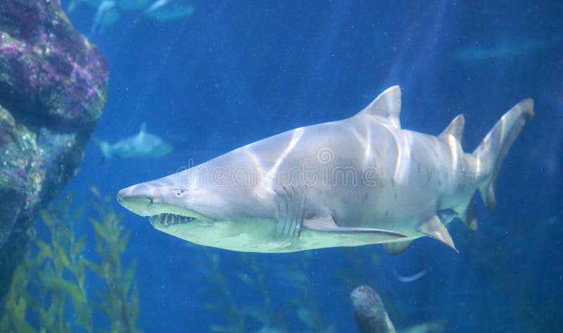 A White Shark Under water stock photo. Image of ferocious - 156886082