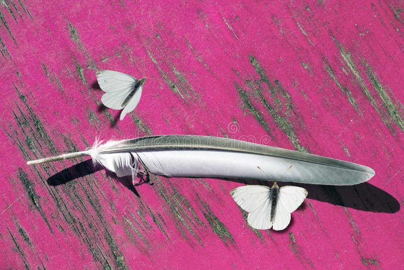 White Sharp Bird Feather on the Background of a Red Wooden Board with ...