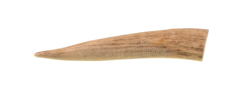 White Sharp Horn Isolated on White Stock Photo - Image of isolated ...