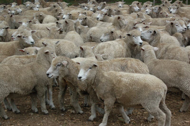 White Sheep stock image. Image of individuality, herding - 1745631