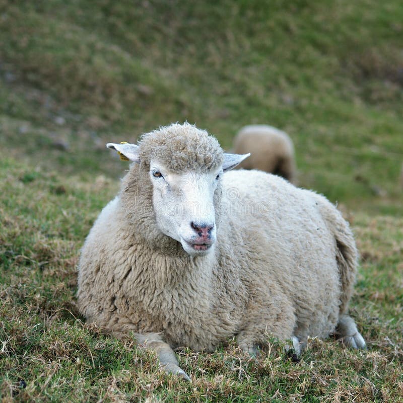 White sheep stock image. Image of environment, beautiful - 19333431