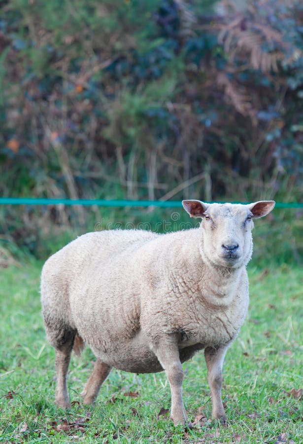 Sheep stock photo. Image of pasture, animal, sheep, farm - 1064482