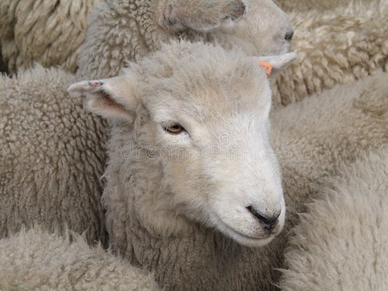 White Sheep stock photo. Image of mammals, face, rural - 2999560