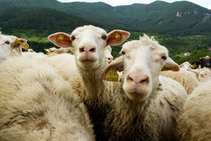 White sheep stock photo. Image of farm, naivety, stare - 5440350