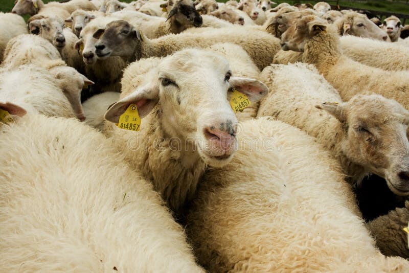 White sheep stock image. Image of blue, naivety, grass - 5440355