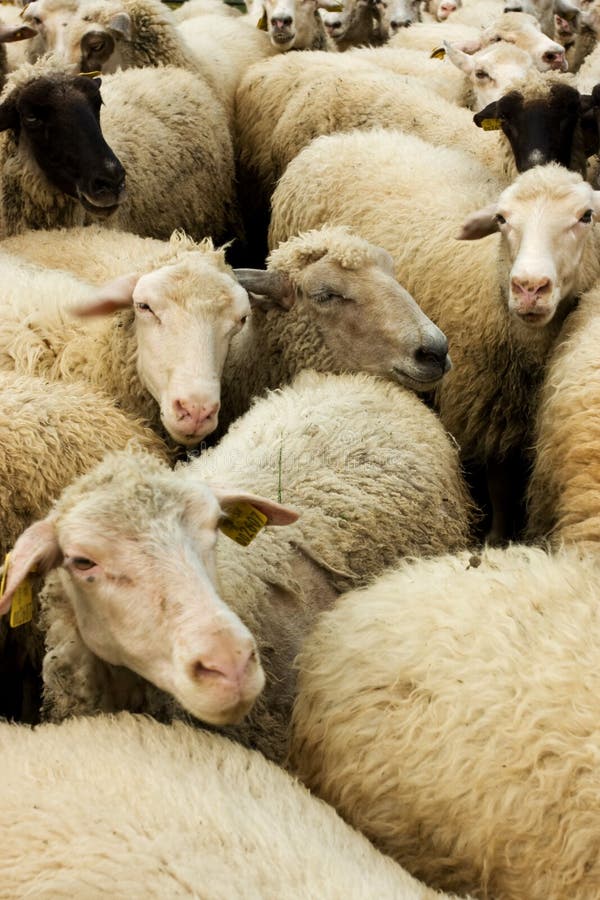 Baby Lambs on a Farm stock photo. Image of lamb, animal - 15153394